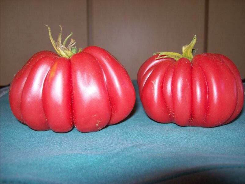 Zapotec Tomato Seeds For Sale At Renaissance Farms
