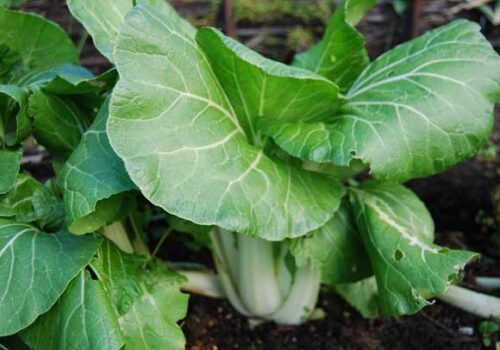 Chinese Pak Choy Seeds - Renaissance Farms Heirloom Tomato Seeds