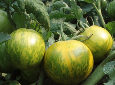 Midnight Sun Tomato Seeds For Sale At Renaissance Farms