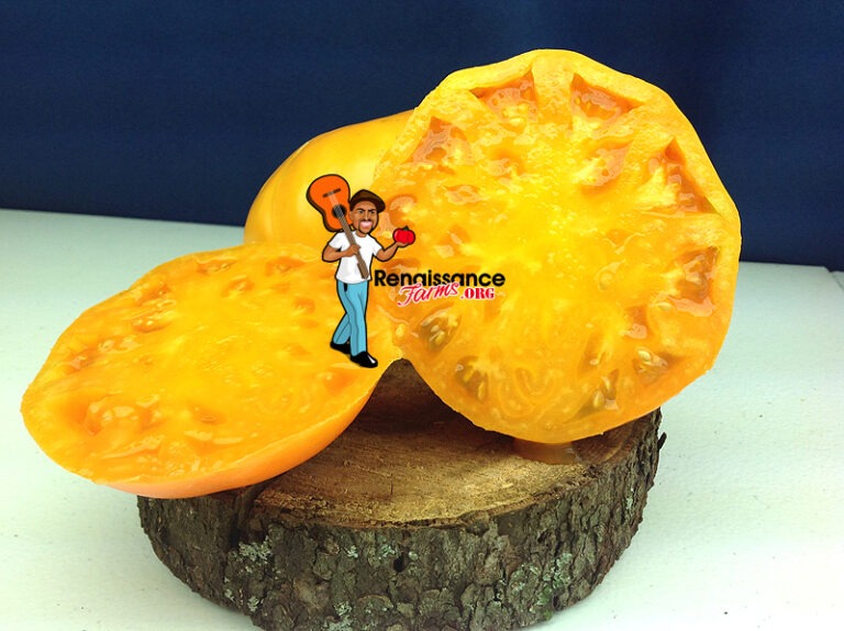 Black Magic Tomato Seeds For Sale At Renaissance Farms.