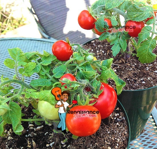 Micro Dwarf Tomatoes Archives - Renaissance Farms Heirloom Tomato Seeds