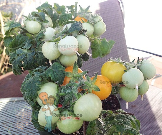 Micro Dwarf Tomatoes Archives - Renaissance Farms Heirloom Tomato Seeds