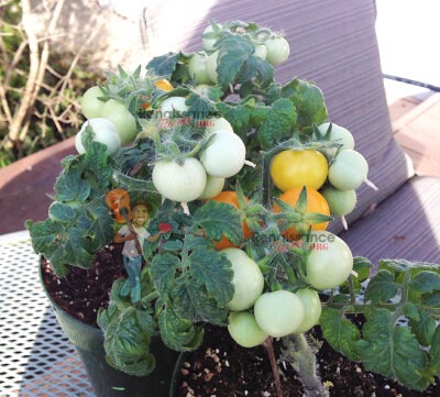 Aztek Micro Dwarf Tomato - Renaissance Farms Heirloom Tomato Seeds