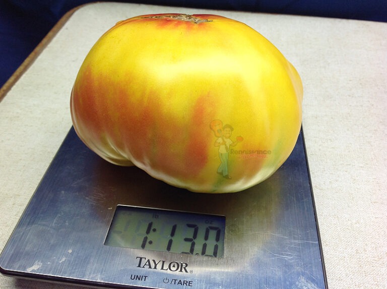 Claude Brown's Yellow Giant Tomato Seeds For Sale