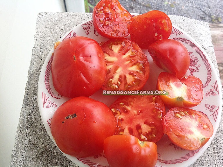 Dwarf Scarlet Heart Tomato Seeds For Sale At Renaissance Farms