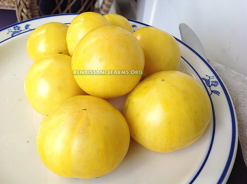 5 Dwarf Tomato Varieties That Produce Like Crazy