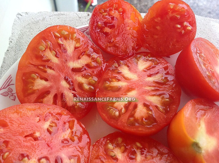 Dwarf Scarlet Heart Tomato Seeds For Sale At Renaissance Farms
