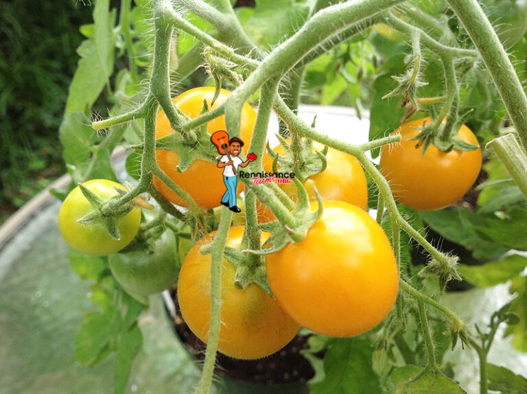 Flora Gold Micro Dwarf Tomato - Renaissance Farms Heirloom Tomato Seeds