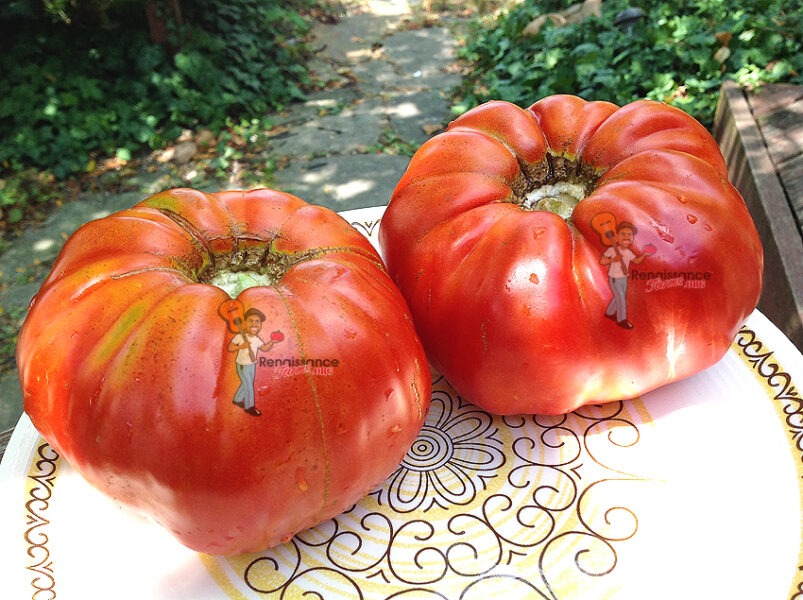 Giant Monster Tomato Seeds For Sale At Renaissance Farms