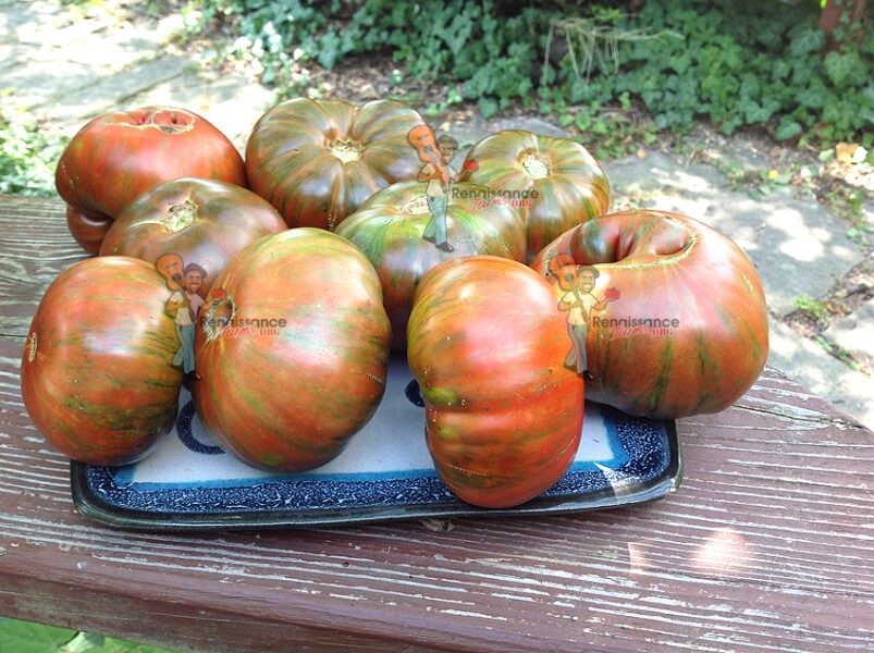 Girl Girl's Weird Thing Tomato Seeds For Sale At Renaissance Farms