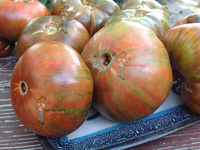 Girl Girl's Weird Thing Tomato Seeds For Sale At Renaissance Farms