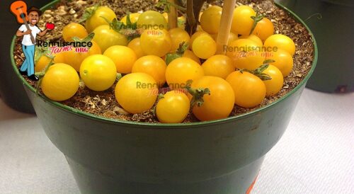 Gold Pearl Micro Dwarf Tomato - Renaissance Farms Heirloom Tomato Seeds