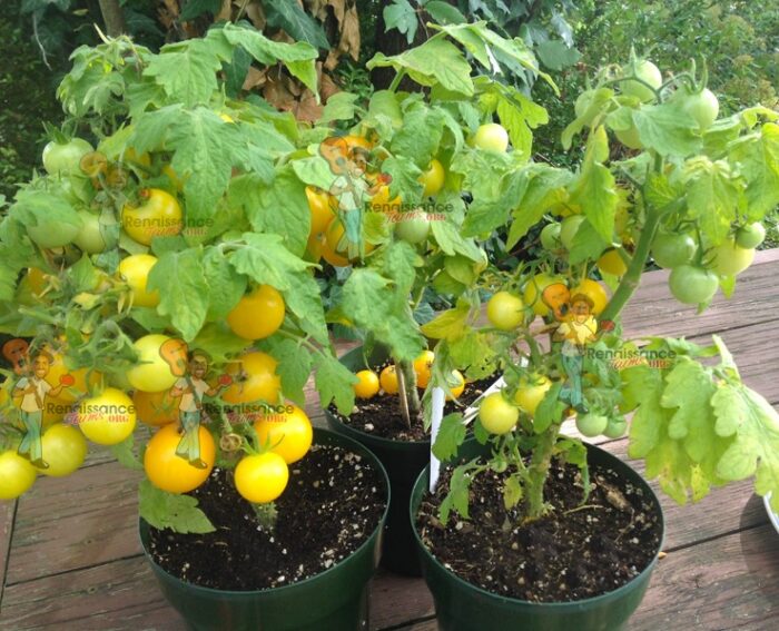 Micro Dwarf Tomatoes Are Fun To Grow - Renaissance Farms Heirloom ...