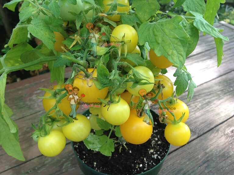 Micro Dwarf Tomatoes Archives - Renaissance Farms Heirloom Tomato Seeds