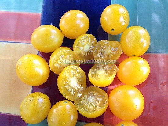 Multiflora Tomatoes Archives - Renaissance Farms Heirloom Tomato Seeds