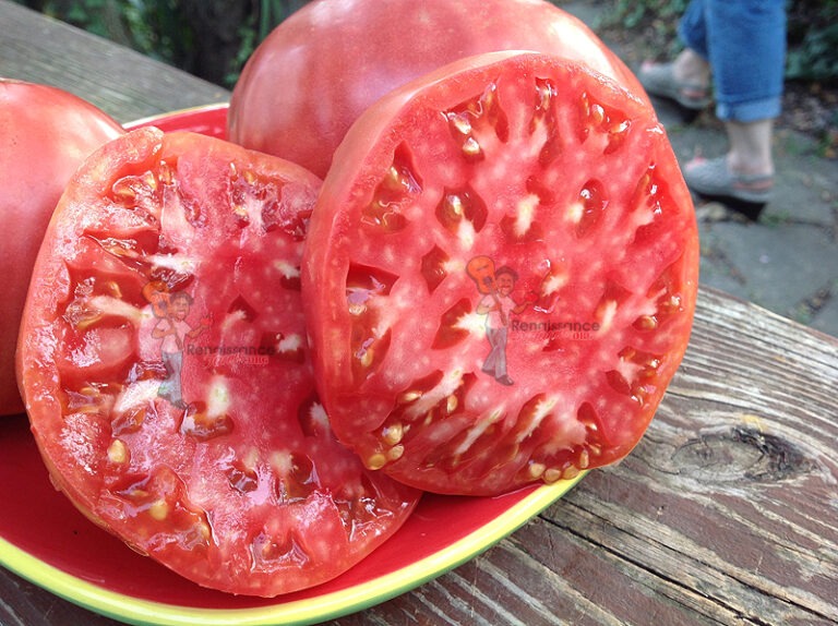 King Tomato Seeds For Sale At Renaissance Farms