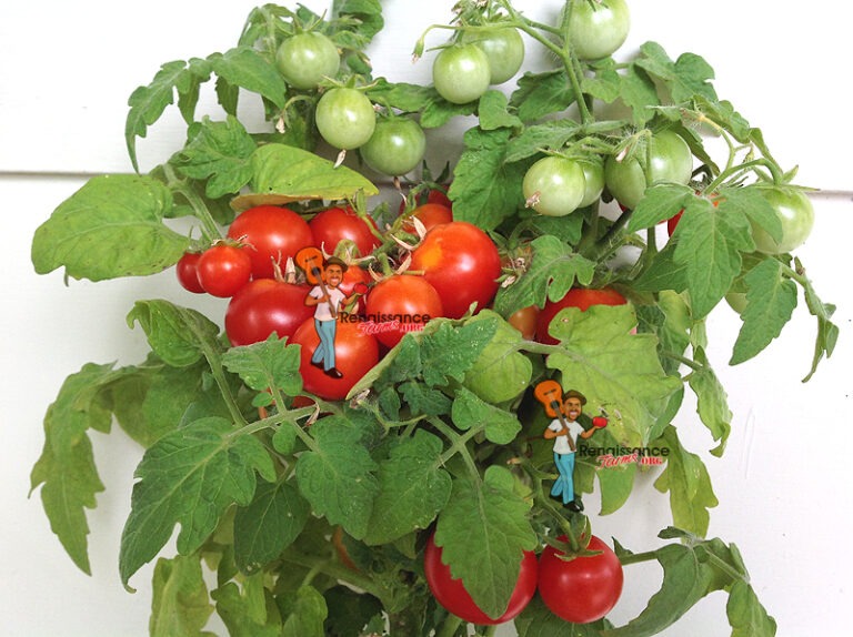 Micro Dwarf Tomatoes Archives - Renaissance Farms Heirloom Tomato Seeds