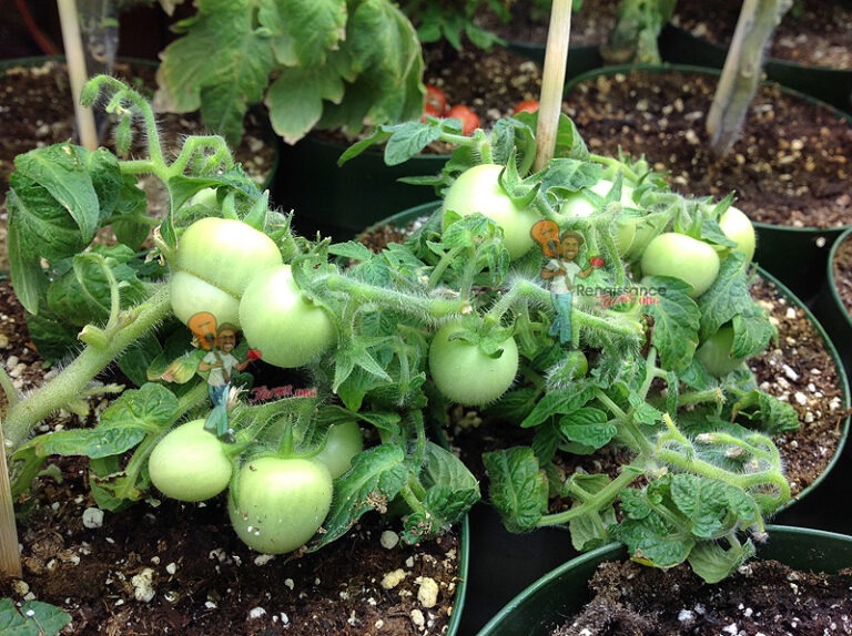 Two Smallest Micro Dwarf Tomato Varieties To Grow