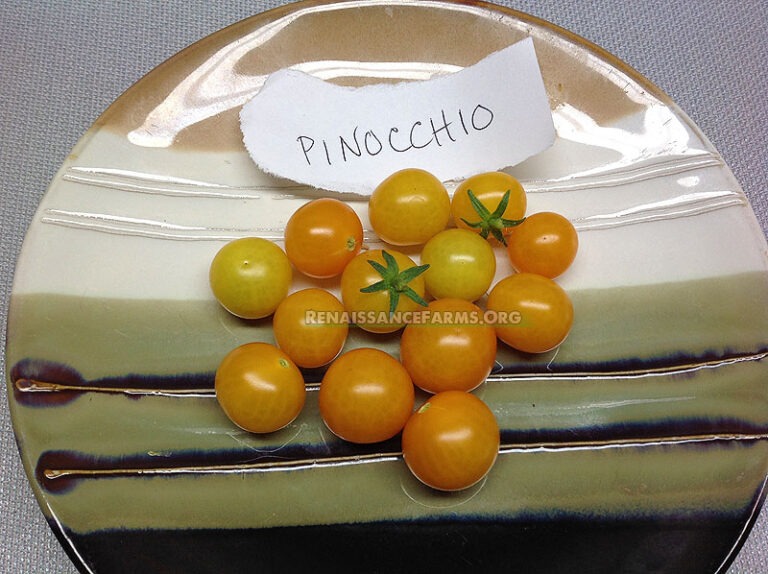 Pinocchio Micro Dwarf Tomato - Renaissance Farms Heirloom Tomato Seeds
