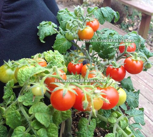 Vilma Micro Dwarf Tomato Seeds For Sale At Renaissance Farms