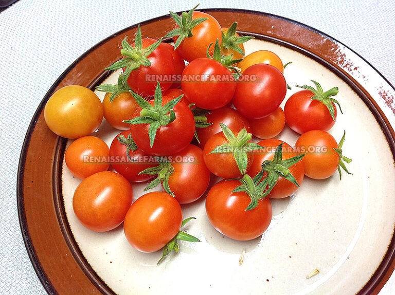 Vilma Micro Dwarf Tomato Seeds For Sale At Renaissance Farms