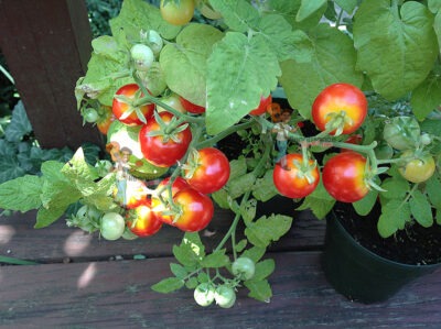 Vilma Micro Dwarf Tomato Seeds For Sale At Renaissance Farms