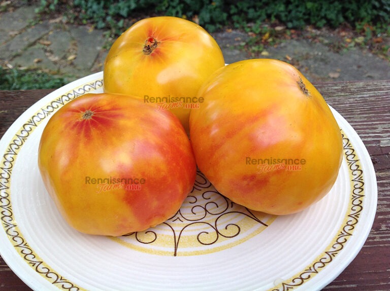 Sweet Cream Tomato Seeds For Sale At Renaissanfe Farms