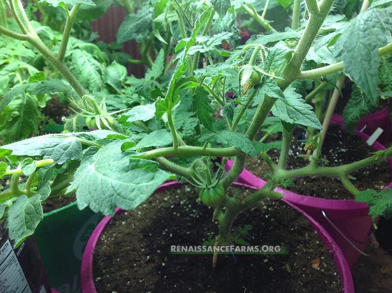 Dwarf Scarlet Heart Tomato Seeds For Sale At Renaissance Farms