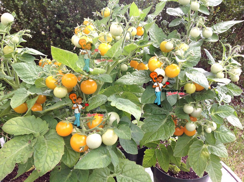 Orange Hat Micro Dwarf Tomato - Renaissance Farms Heirloom Tomato Seeds