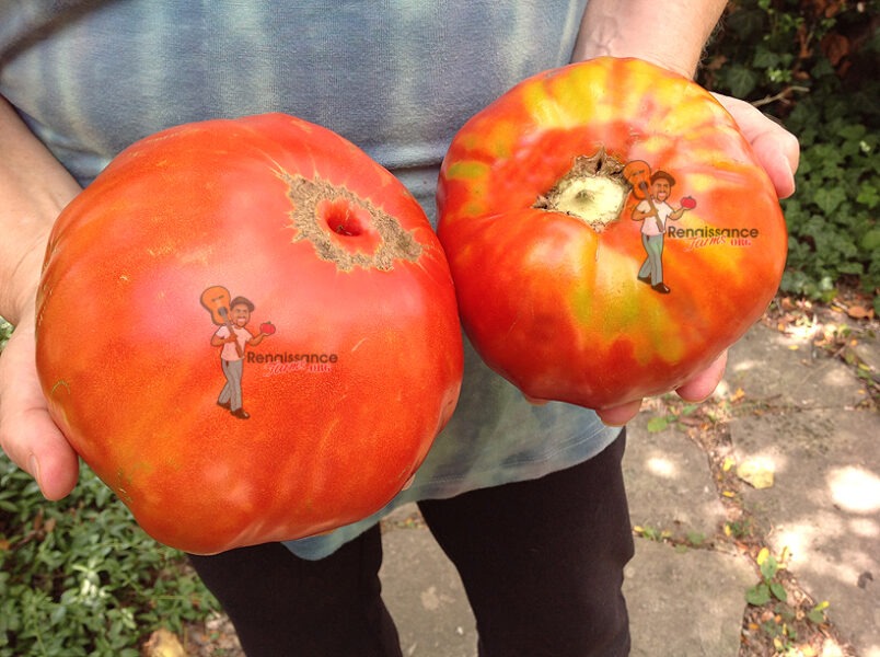 Pepe's Gigante Tomato - Renaissance Farms Heirloom Tomato Seeds