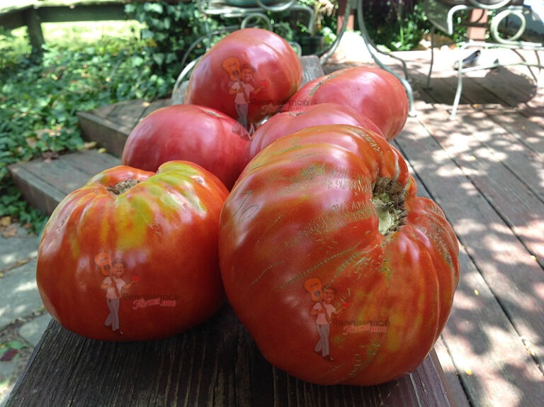 Pepe's Gigante Tomato - Renaissance Farms Heirloom Tomato Seeds