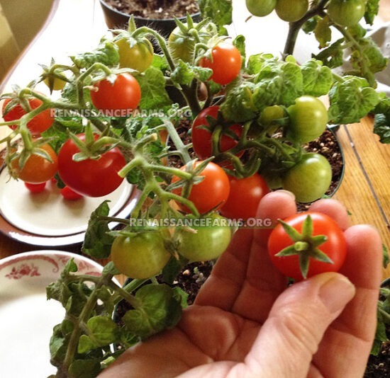 Vilma Micro Dwarf Tomato Seeds For Sale At Renaissance Farms