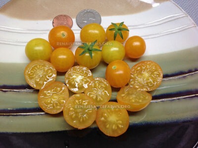 Pinocchio Micro Dwarf Tomato - Renaissance Farms Heirloom Tomato Seeds
