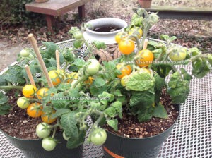 Pinocchio Micro Dwarf Tomato - Renaissance Farms Heirloom Tomato Seeds