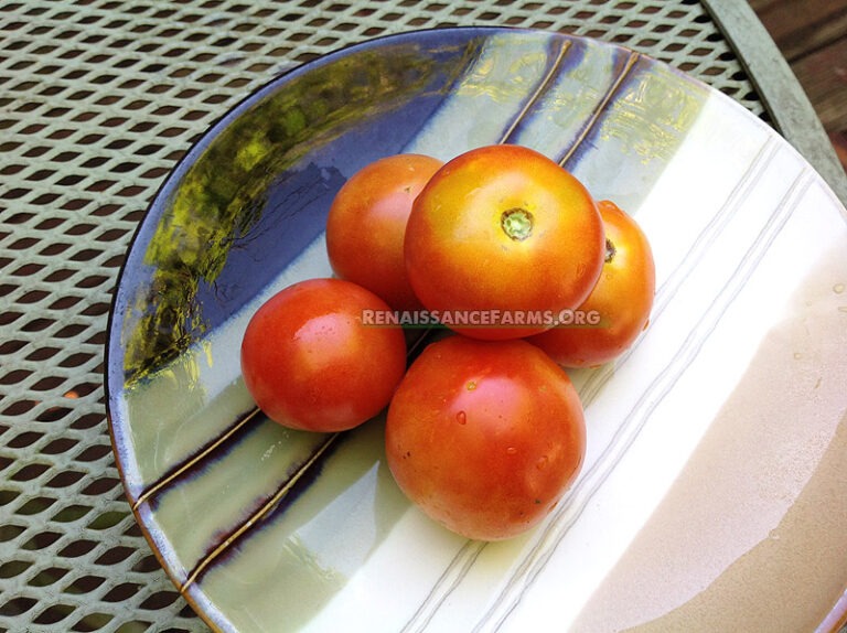 Polish Dwarf Tomato - Renaissance Farms Heirloom Tomato Seeds