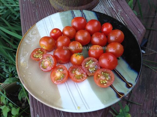 Red Robin Micro Dwarf Tomato Seeds For Sale At Renaissance Farms