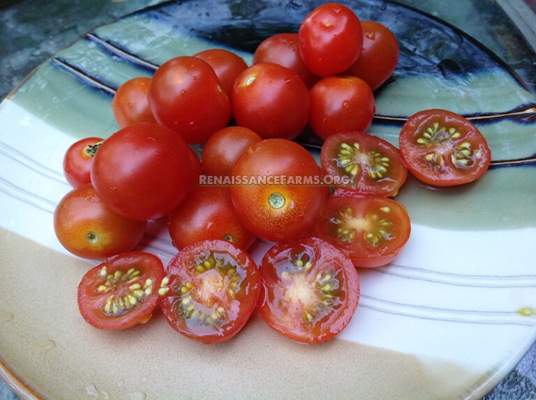 Red Robin Micro Dwarf Tomato Seeds For Sale At Renaissance Farms