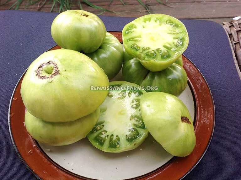 Heirloom Tomato Seeds For Sale. Rare Open Pollinated Tomato Seeds.
