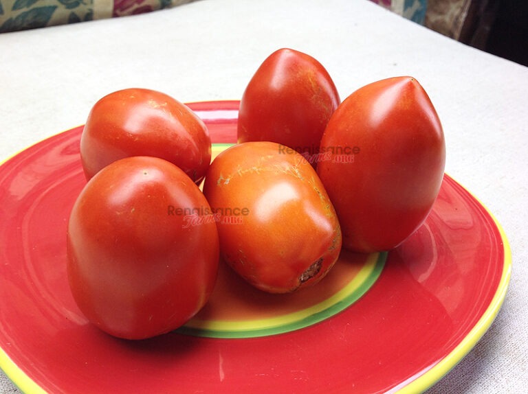 Wes Tomato - Renaissance Farms Heirloom Tomato Seeds