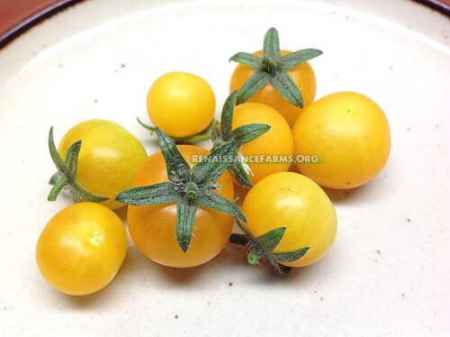 Gold Pearl Micro Dwarf Tomato - Renaissance Farms Heirloom Tomato Seeds