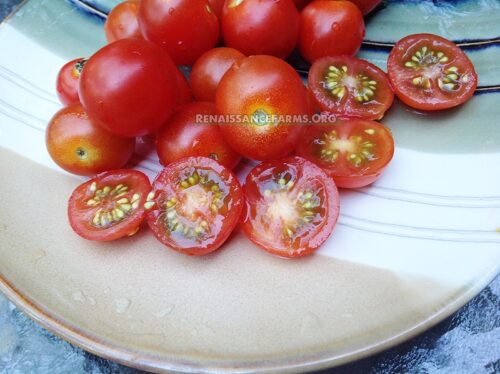 Red Robin Micro Dwarf Tomato Seeds For Sale At Renaissance Farms