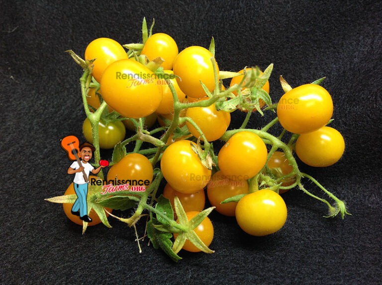 Tumbling Tom Tomato - Renaissance Farms Heirloom Tomato Seeds