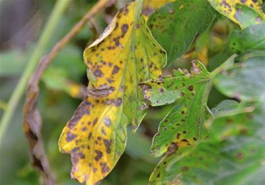 Early Blight In Tomatoes - Renaissance Farms Heirloom Tomato Seeds