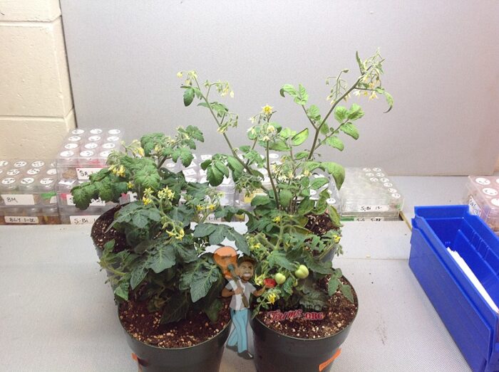Advantages Of Growing Micro Dwarf Tomatoes - Renaissance Farms Heirloom ...