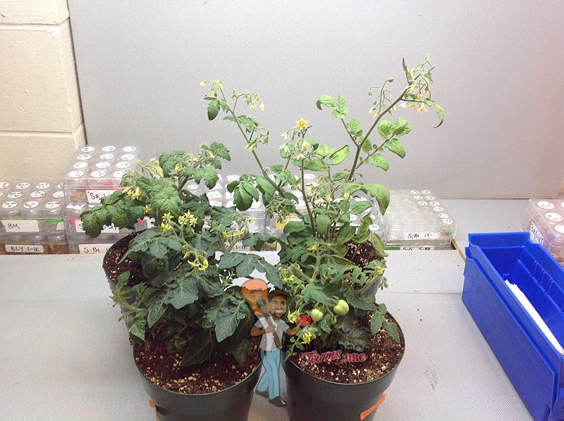 Advantages Of Growing Micro Dwarf Tomatoes - Renaissance Farms Heirloom ...