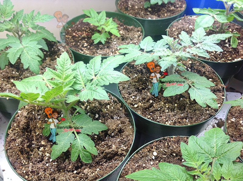 Advantages Of Growing Micro Dwarf Tomatoes - Renaissance Farms Heirloom ...