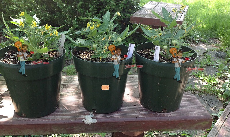 Advantages Of Growing Micro Dwarf Tomatoes - Renaissance Farms Heirloom ...