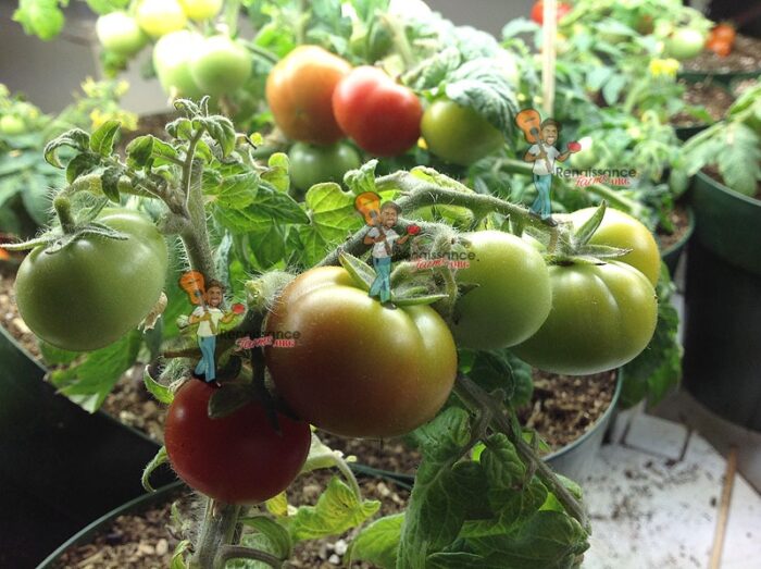 Advantages Of Growing Micro Dwarf Tomatoes - Renaissance Farms Heirloom ...