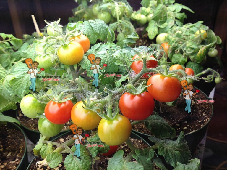 Advantages Of Growing Micro Dwarf Tomatoes - Renaissance Farms Heirloom ...
