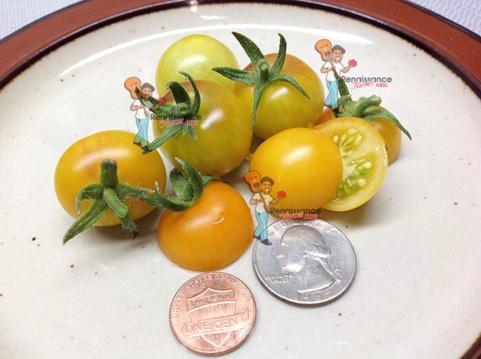 Advantages Of Growing Micro Dwarf Tomatoes - Renaissance Farms Heirloom ...